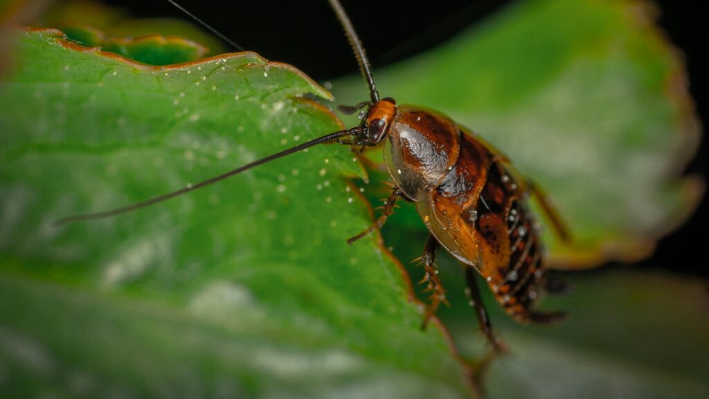 6 Stunning Biblical Meaning Of Cockroaches In Dreams!